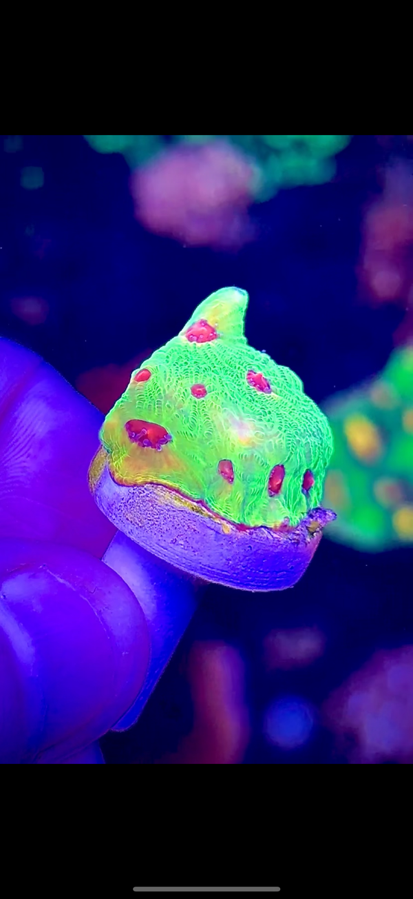 Candy Corn Favia (2) - Rare Reefs