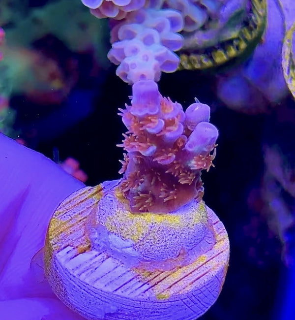 Cherry Bomb (2) - Rare Reefs