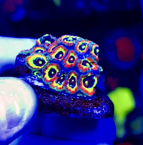 Holy Grail Micromussa Colony (1) - Rare Reefs