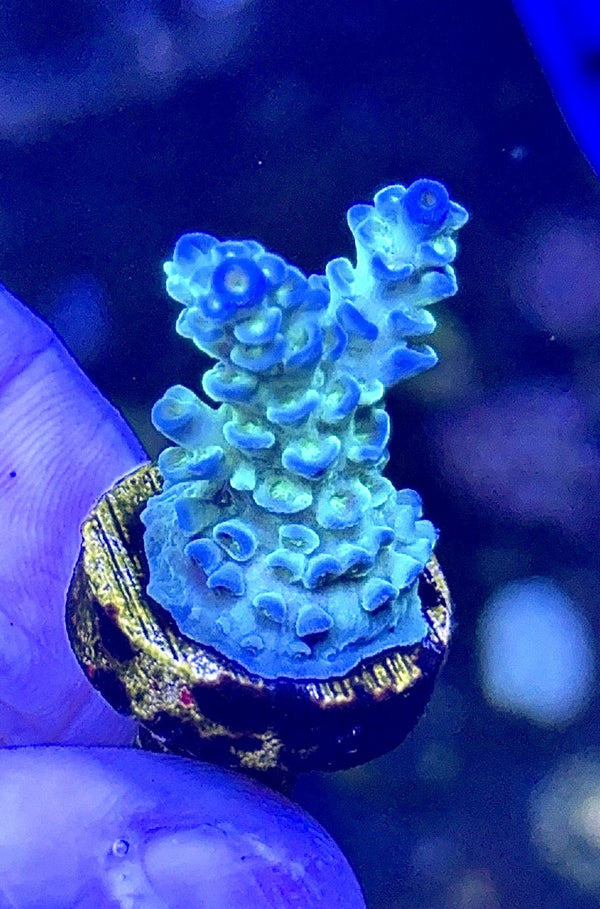 Ice Dancer (1) - Rare Reefs
